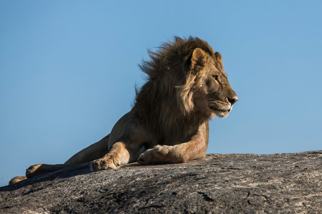 How To Stir Your Inner Lion – Fresh Hope